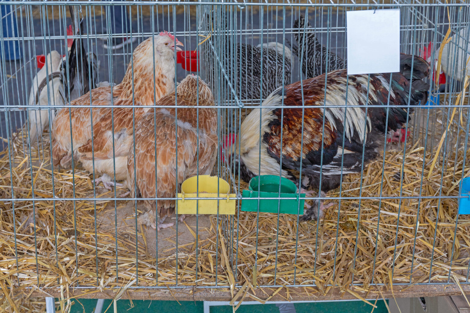 It's Show Time! Picking the Best Show Chickens - Backyard Poultry